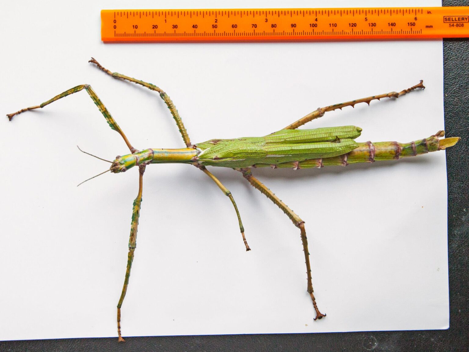 Los 10 insectos más extraños, y por que son extraños - X (Diez ...